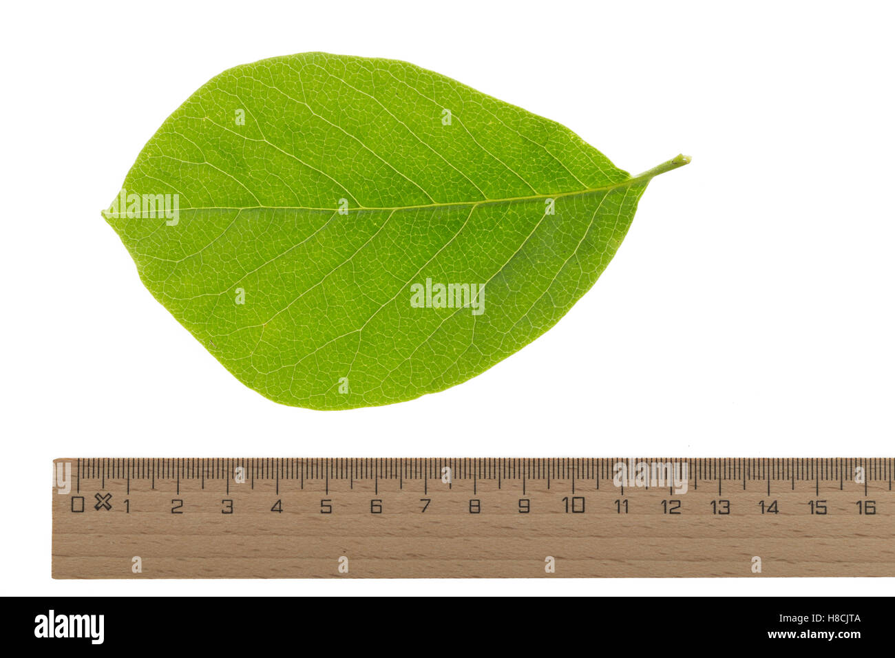 Magnolia Tree Cut Out High Resolution Stock Photography and Images - Alamy