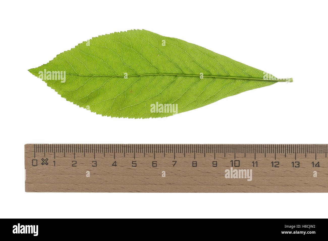 Neflier commun hi-res stock photography and images - Alamy