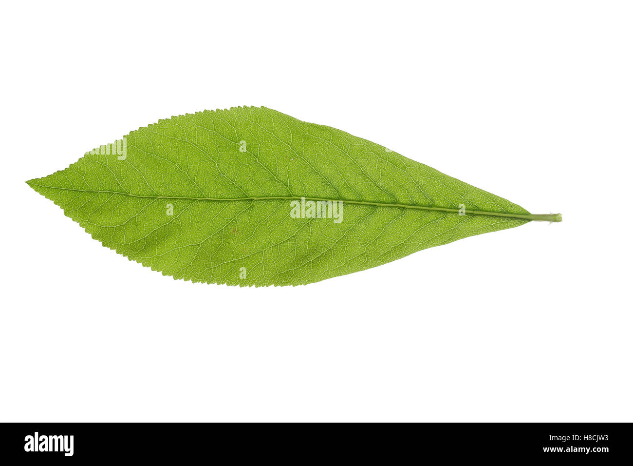 Mispel blatt hi-res stock photography and images - Alamy
