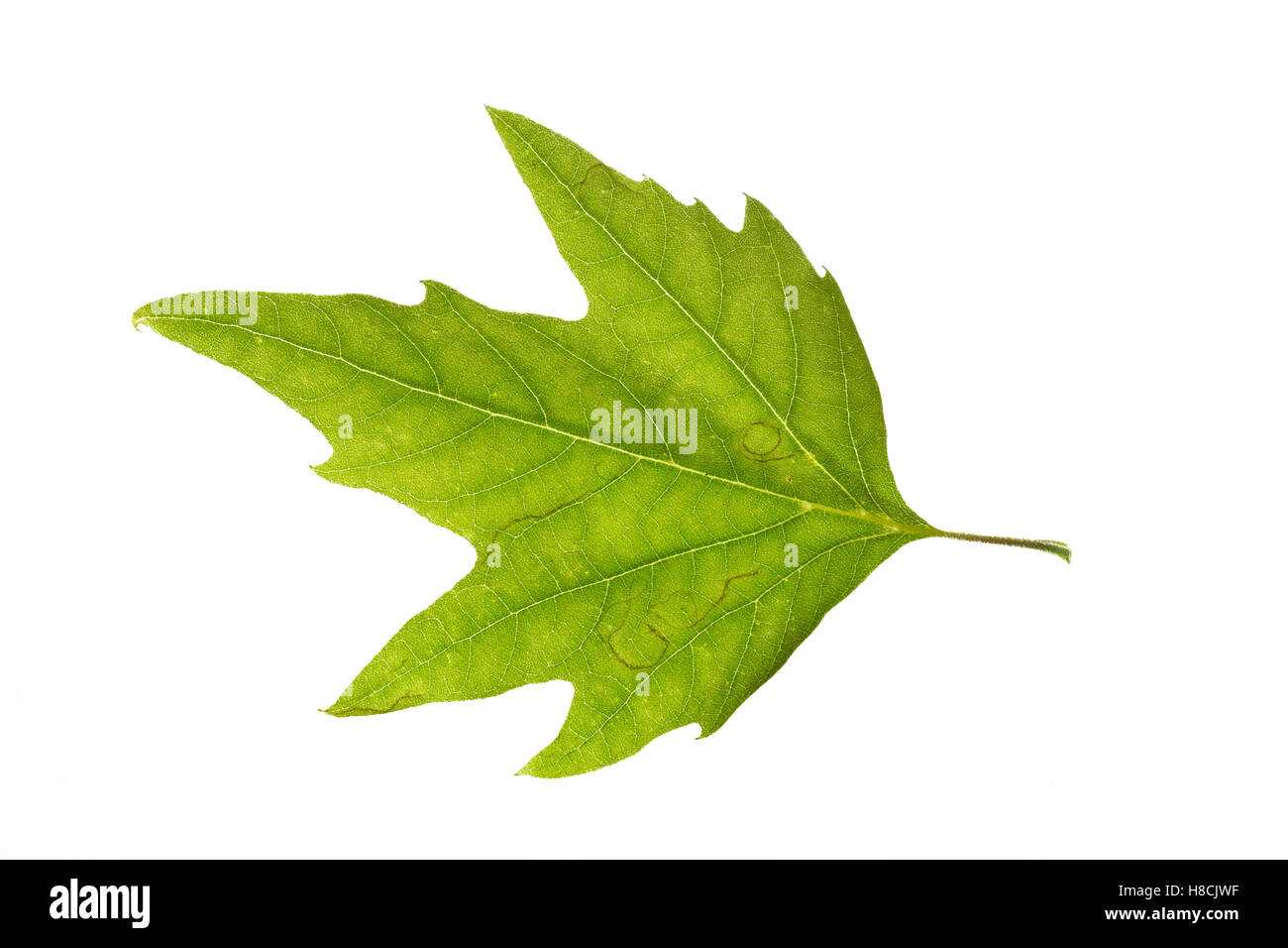 Platanus Orientalis Plane Tree High Resolution Stock Photography and ...