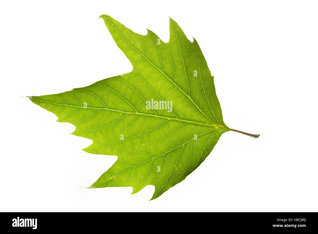 Platane hi-res stock photography and images - Alamy
