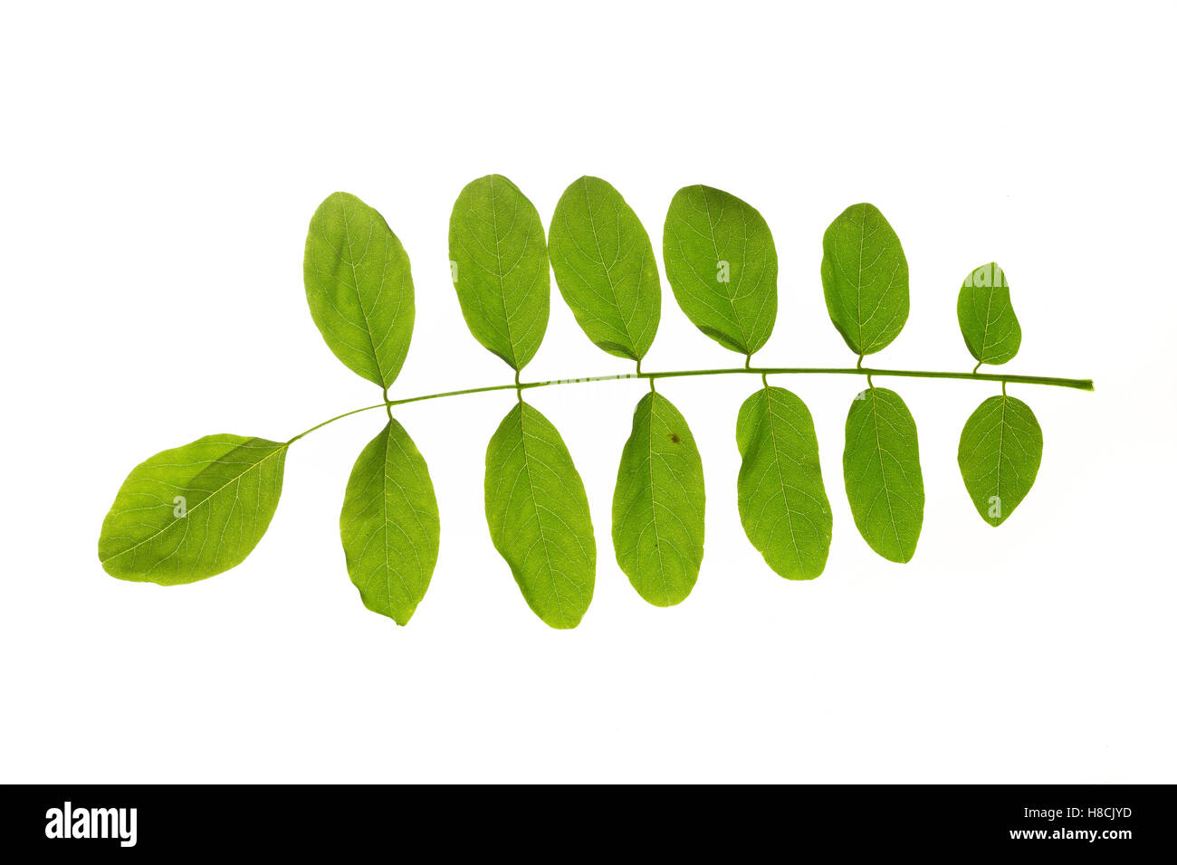 Robinia pseudoacacia robinie hi-res stock photography and images - Alamy