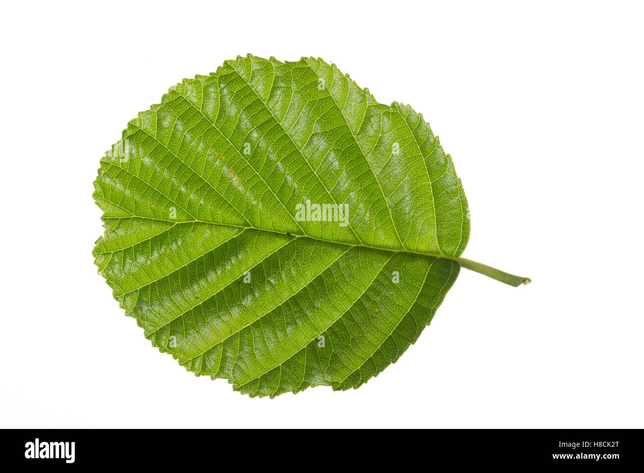 Schwarz-Erle, Schwarzerle, Erle, Alnus glutinosa, Common Alder, Aulne ...