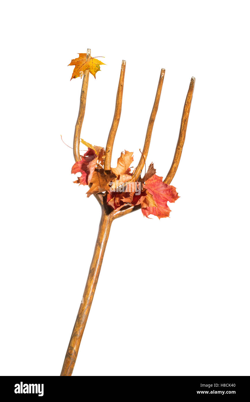 Image of leaves hi-res stock photography and images - Alamy