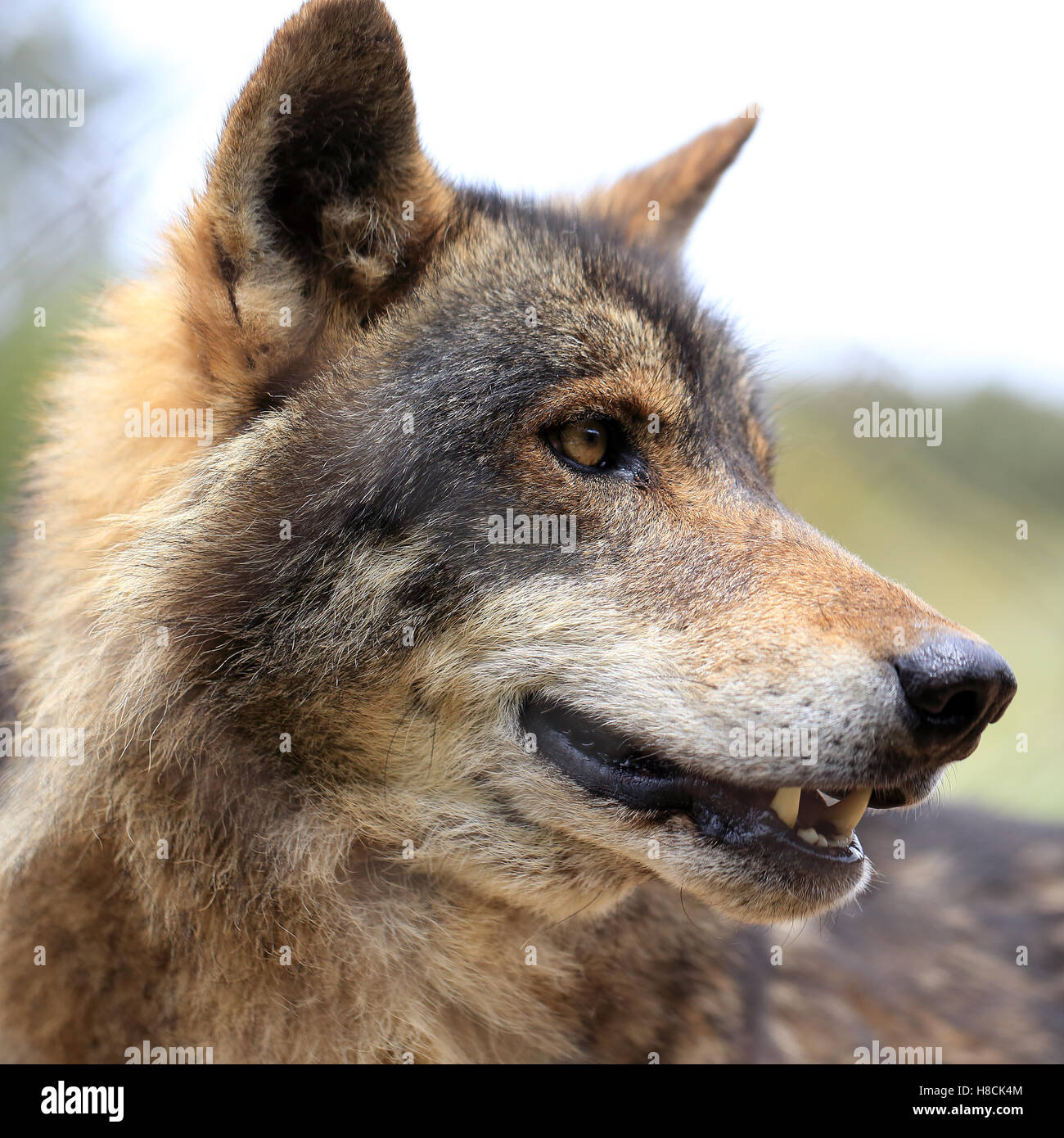 Eurasian Wolf (Canis lupus) in captivity, Spain Stock Photo - Alamy
