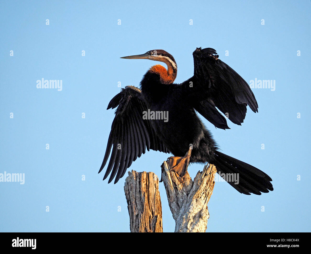 Snakebird aka African darter (Anhinga rufa) drying its spread wings on ...
