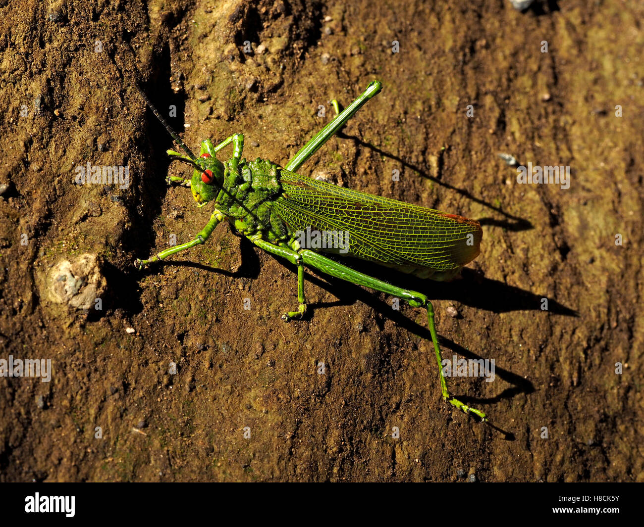 Locust face hi-res stock photography and images - Alamy