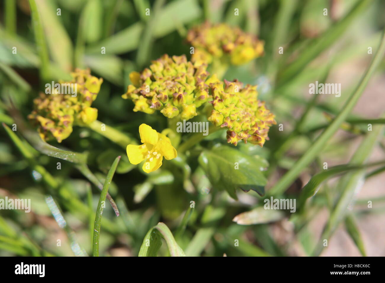Flowering yellow rocketcress (Barbarea vulgaris) macro shot Stock Photo ...