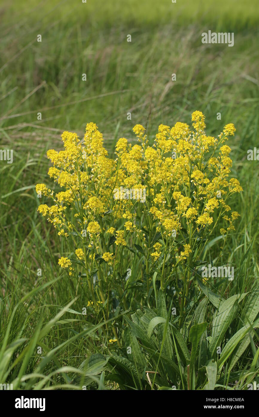 Barbarea vulgaris, a plant commonly called herb barbara Stock Photo - Alamy