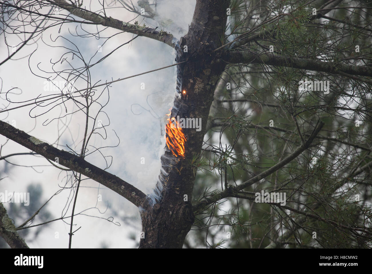 Tree that has flames because it is on a power line Stock Photo - Alamy