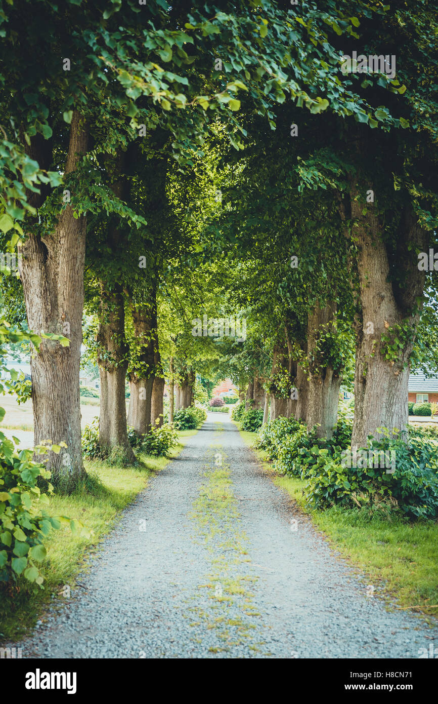 Street with birch trees hi-res stock photography and images - Alamy