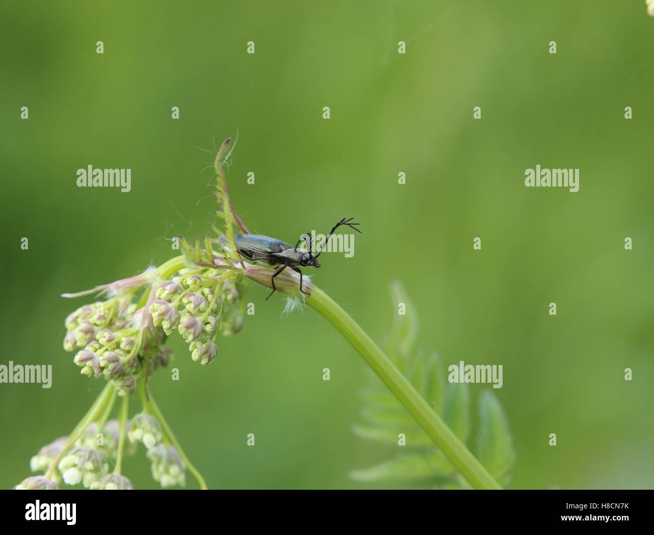 Spring beetle from genus Ctenicera on wild chervil (Anthriscus ...