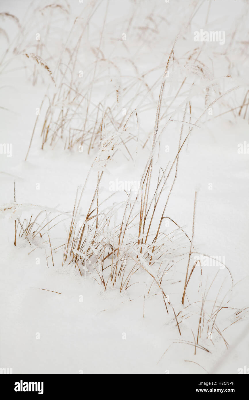 Image of winter nature background of grass through snow Stock Photo - Alamy