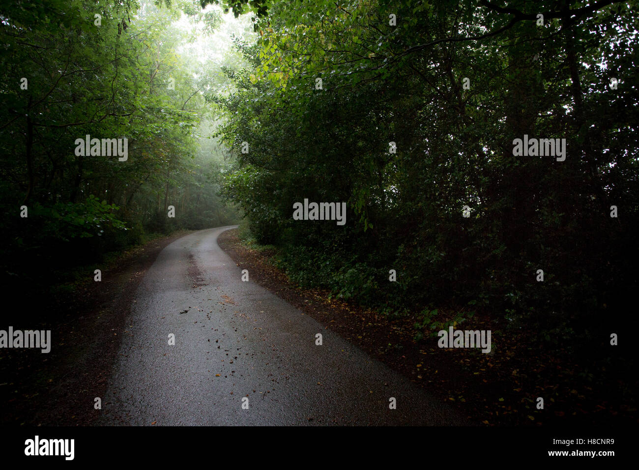 A narrow lane through a dark overhanging forest to the light at the end ...