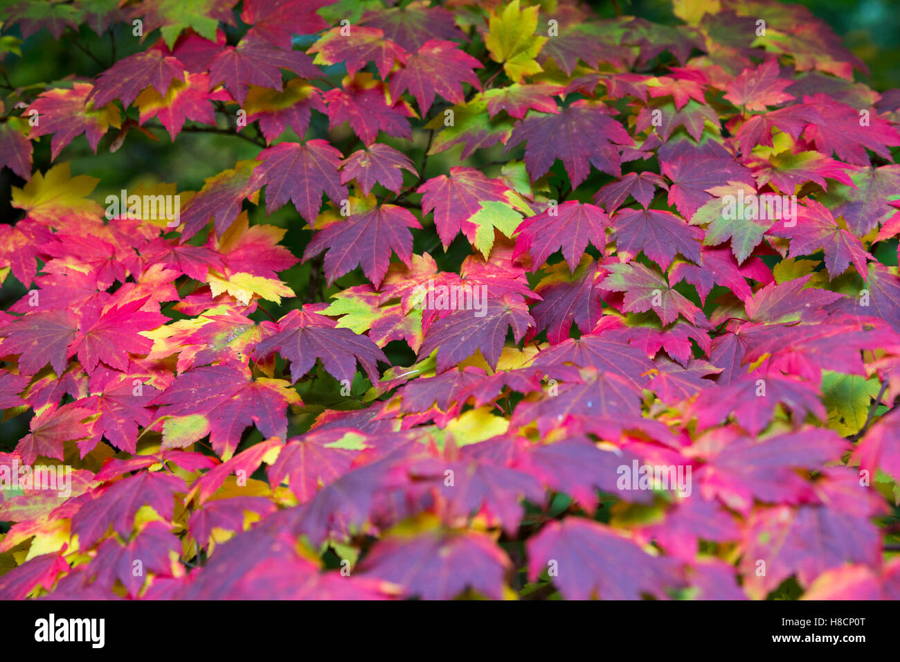 Richly coloured autumn leaves on trees in in the Uk Stock Photo - Alamy