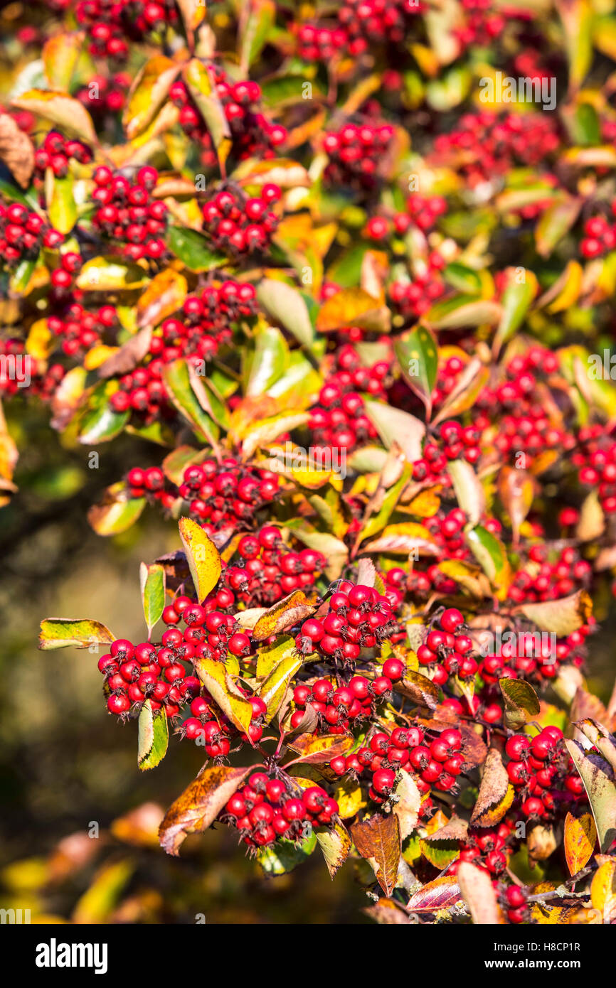 Richly coloured autumn leaves on trees in in the Uk Stock Photo - Alamy