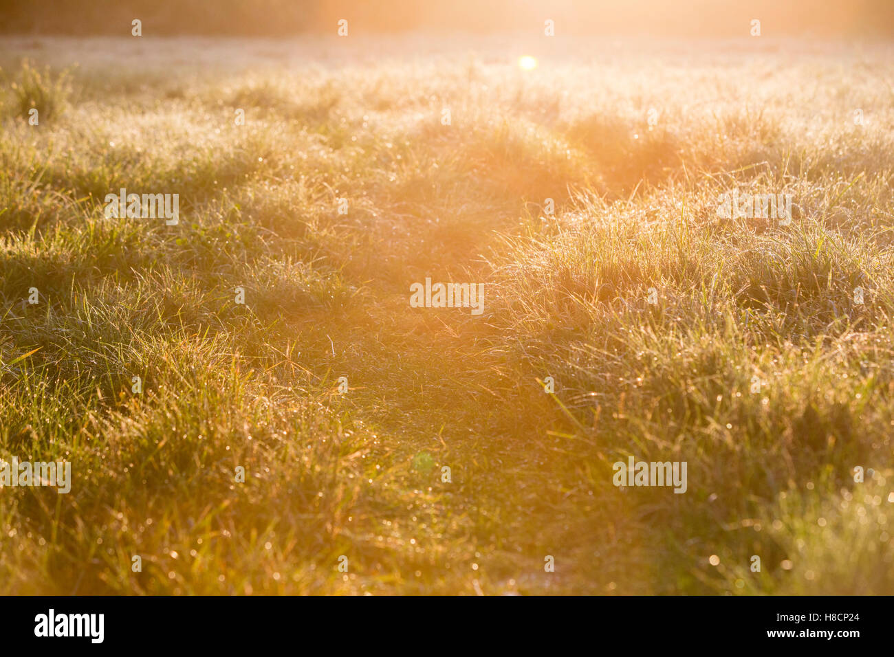 Early morning sunrise with llight rays shining through trees and mist ...