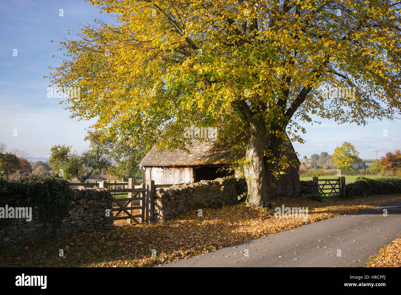 Barn and lime tree in autumn. Adlestrop. Cotswolds, Gloucestershire ...