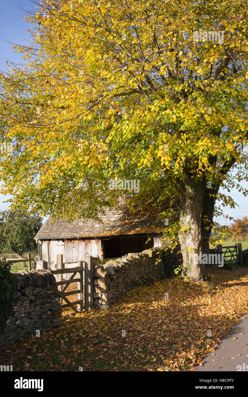 Lime colours hi-res stock photography and images - Alamy