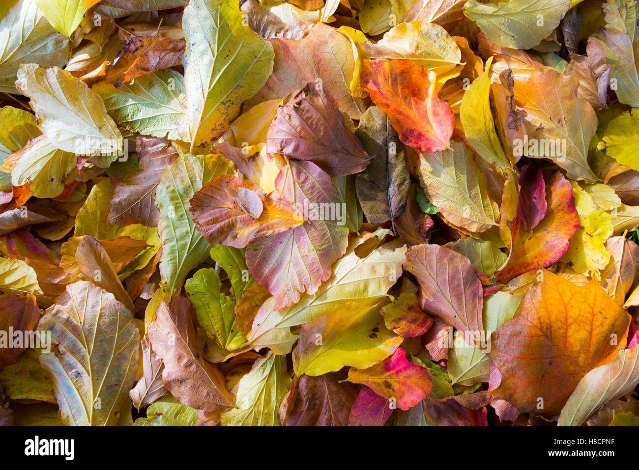 Crinkled leaves hi-res stock photography and images - Alamy