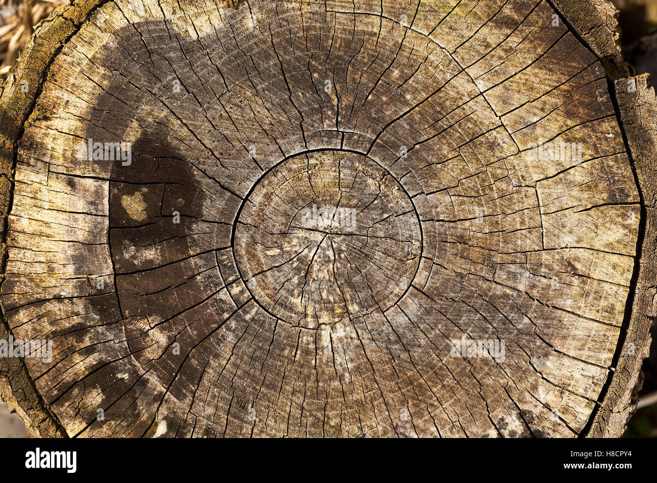 Pine tree destroyed bark hi-res stock photography and images - Alamy