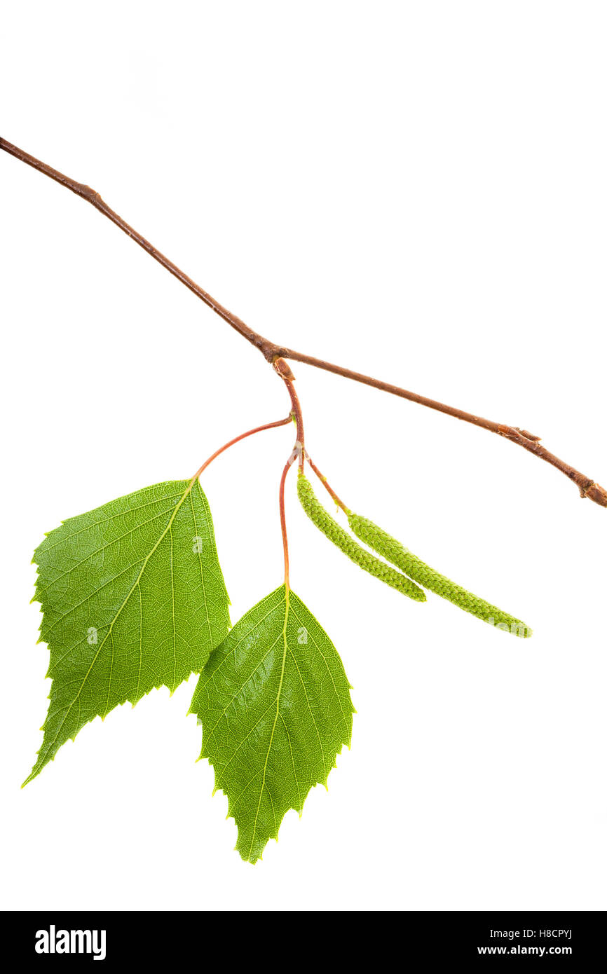 Growth on birch tree Cut Out Stock Images & Pictures - Alamy