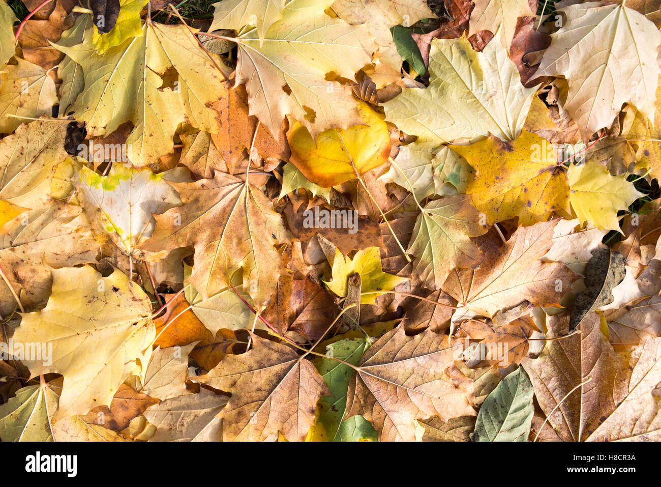 Fallen autumn leaves Stock Photo - Alamy