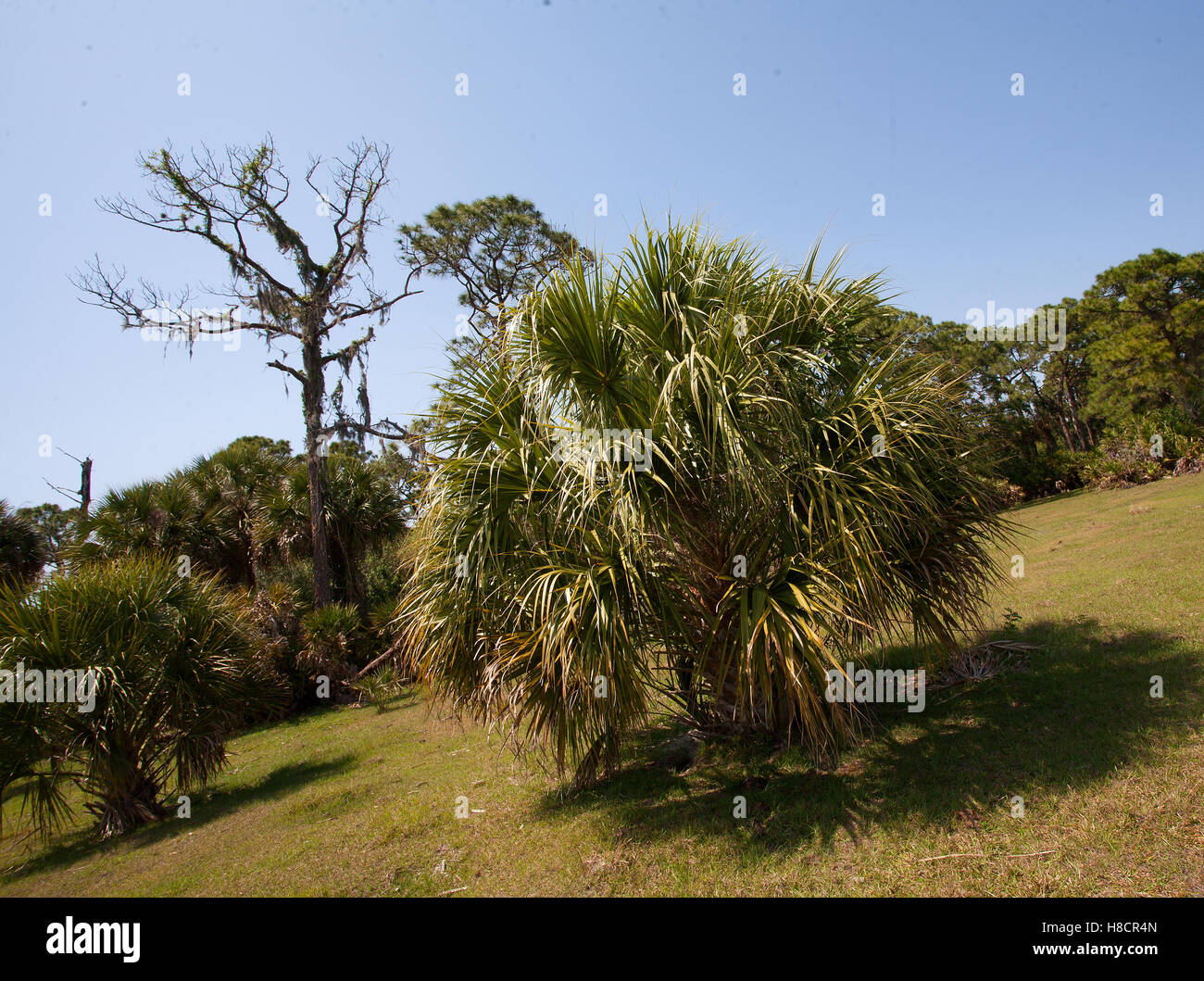 Small palm leaves hi-res stock photography and images - Alamy