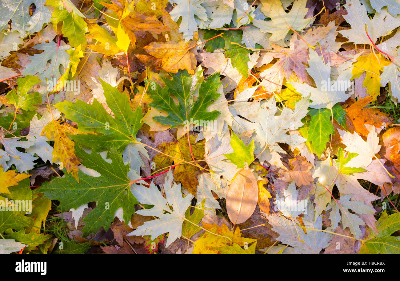 Fallen autumn leaves Stock Photo - Alamy