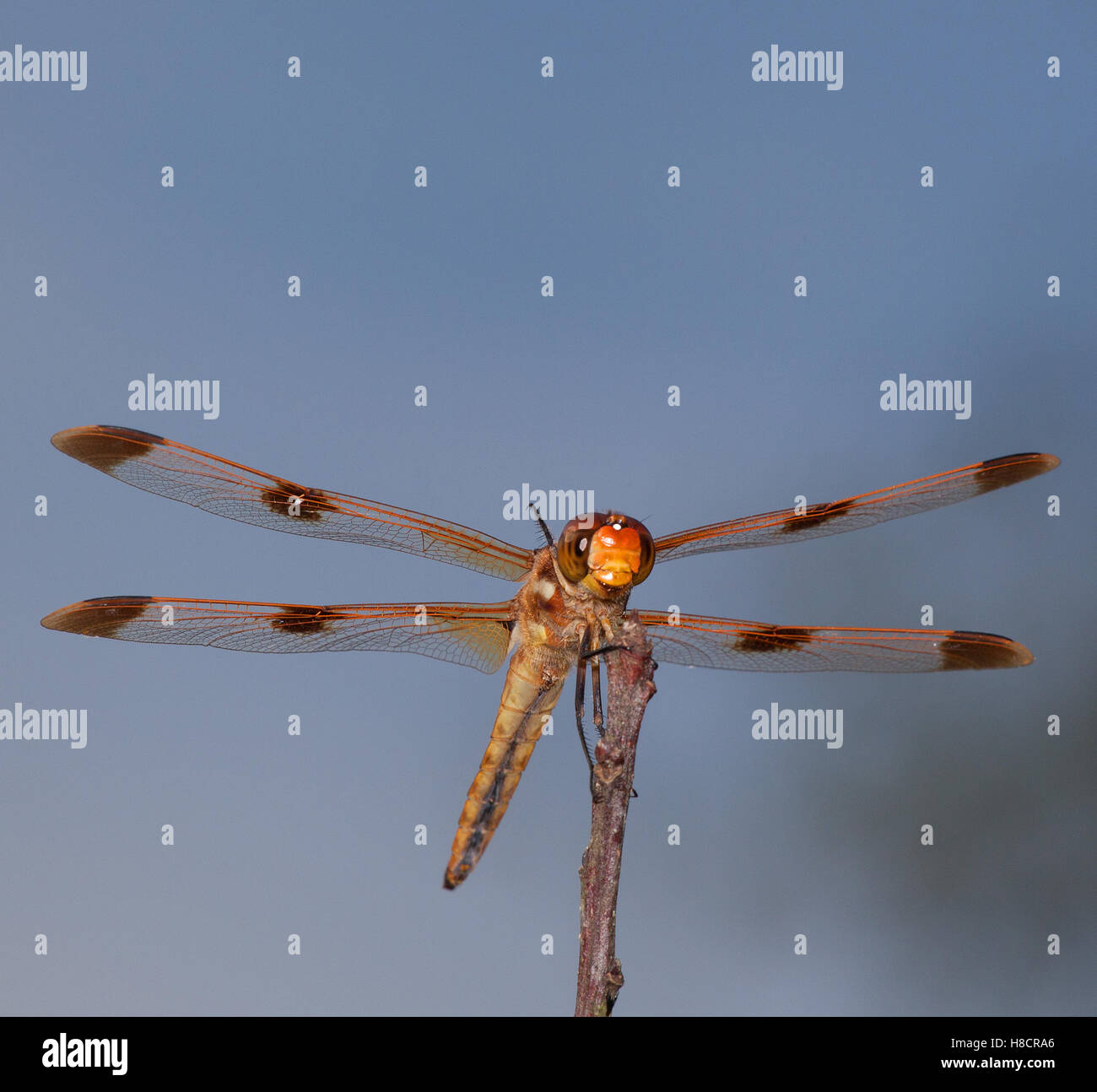 Eyes legs hi-res stock photography and images - Alamy