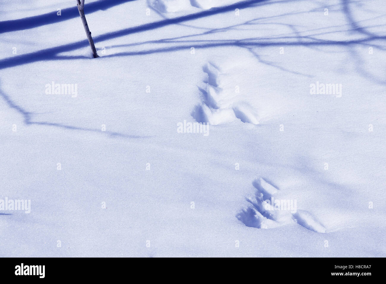 Track footprint hi-res stock photography and images - Alamy