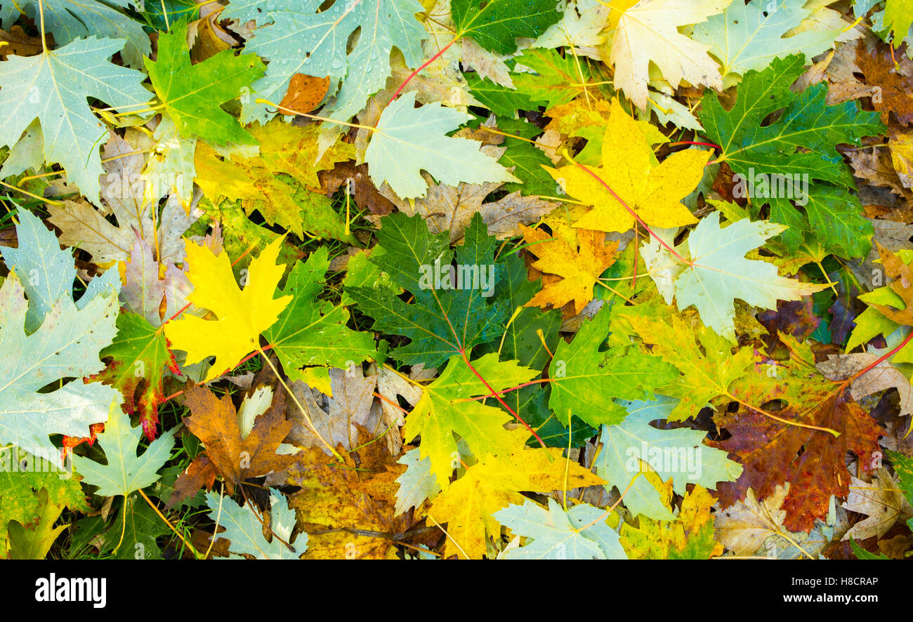 Fallen autumn leaves Stock Photo - Alamy