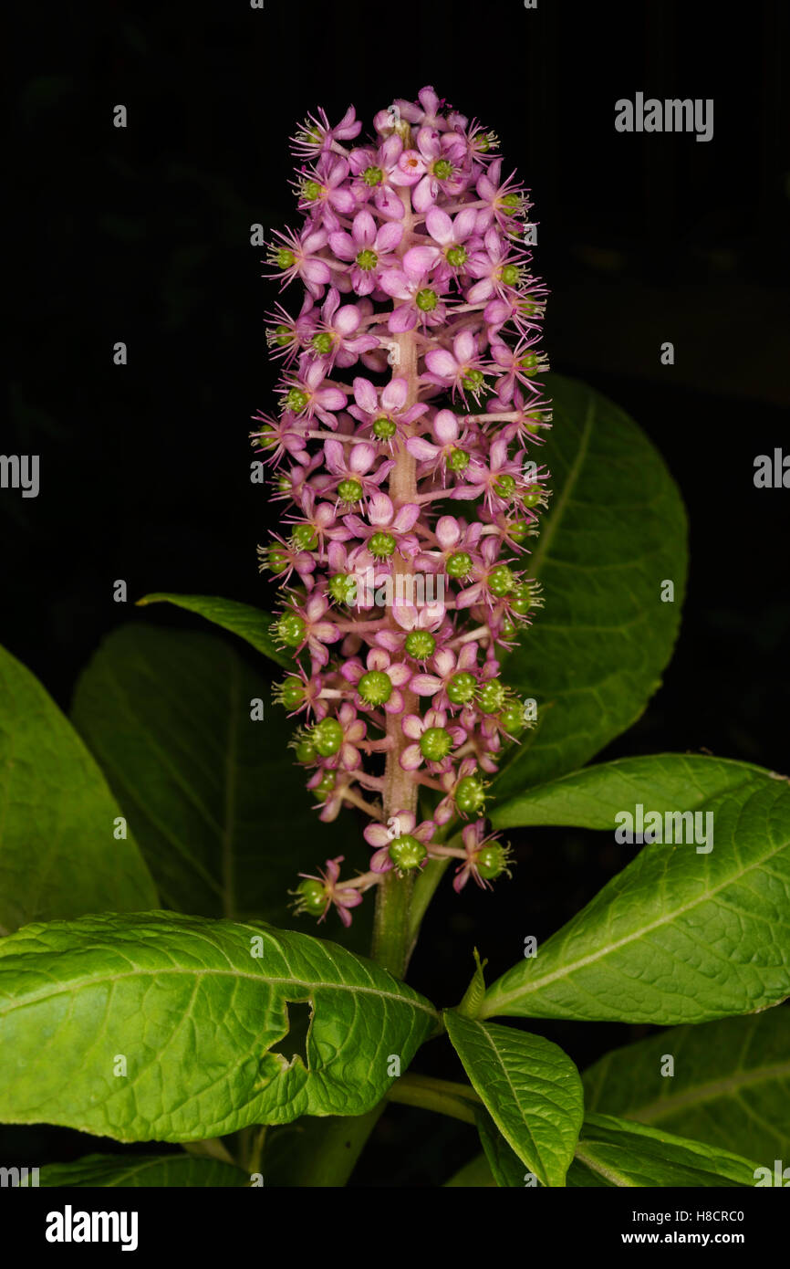 Bistort or knotweed plant in a Scottish garden. The pink flower spike ...