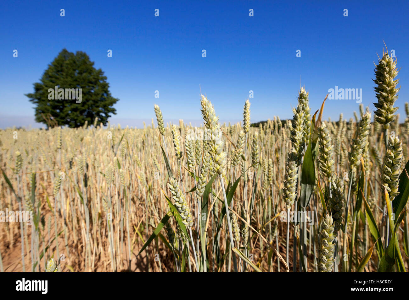 farm field cereals Stock Photo - Alamy
