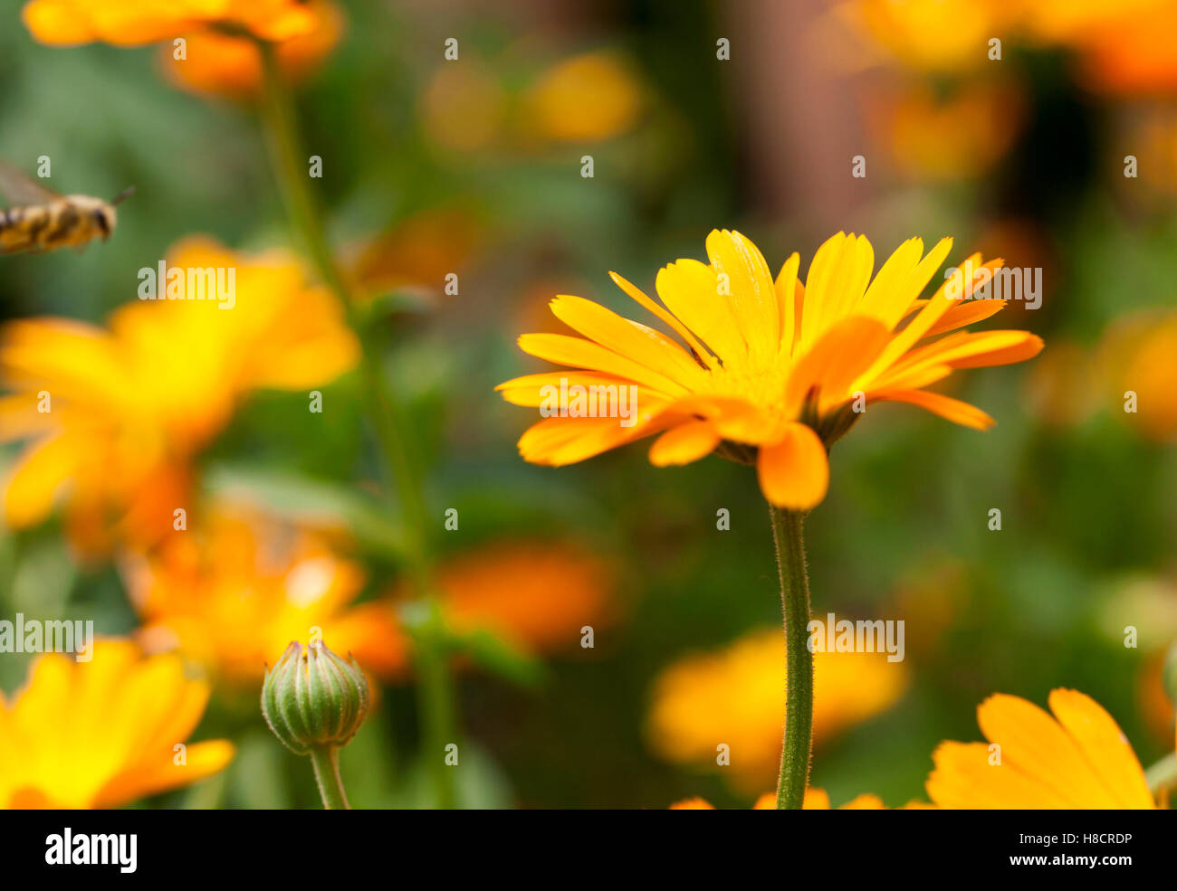 orange flowers of calendula Stock Photo - Alamy