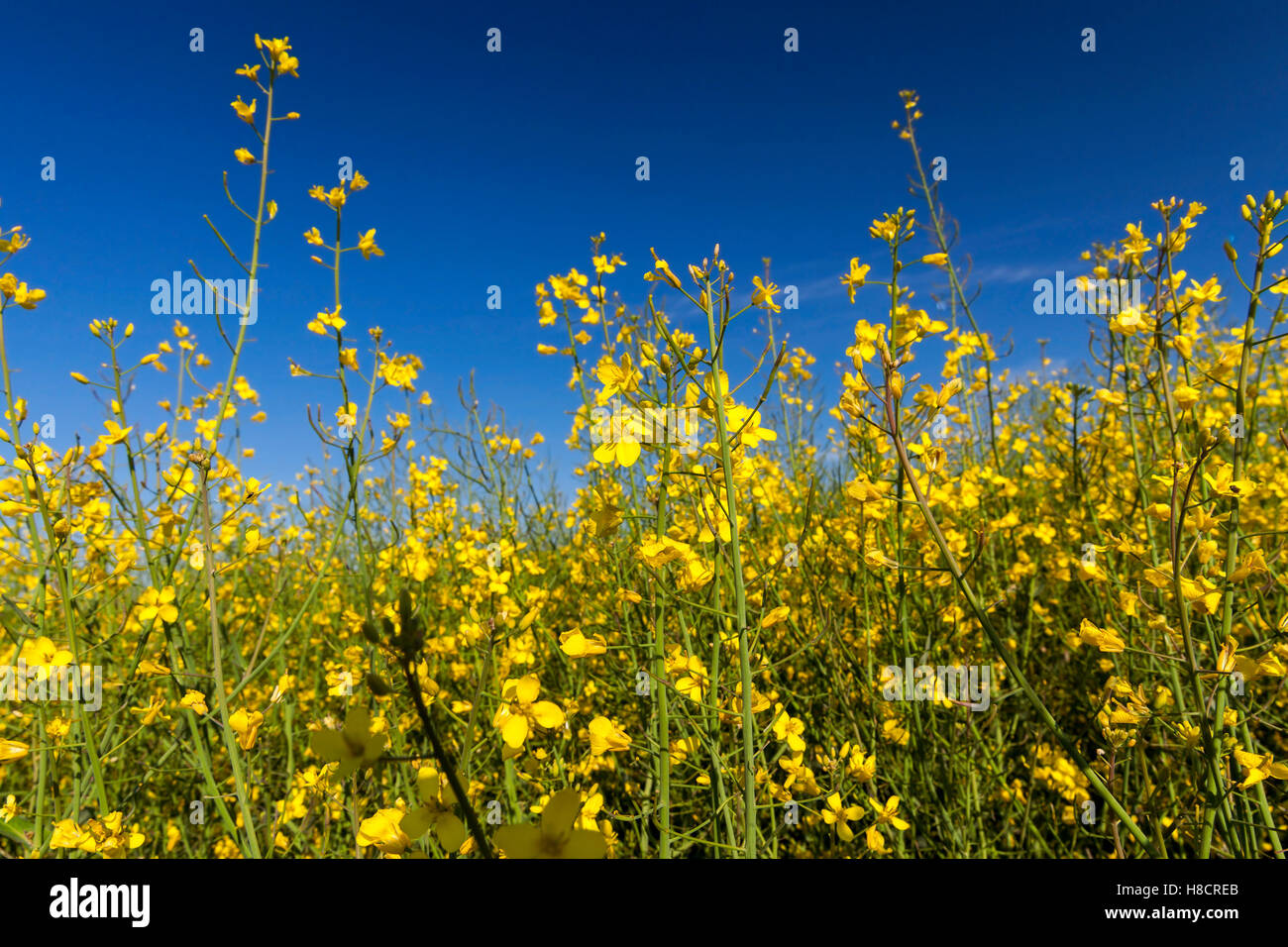yellow flower of rape Stock Photo - Alamy