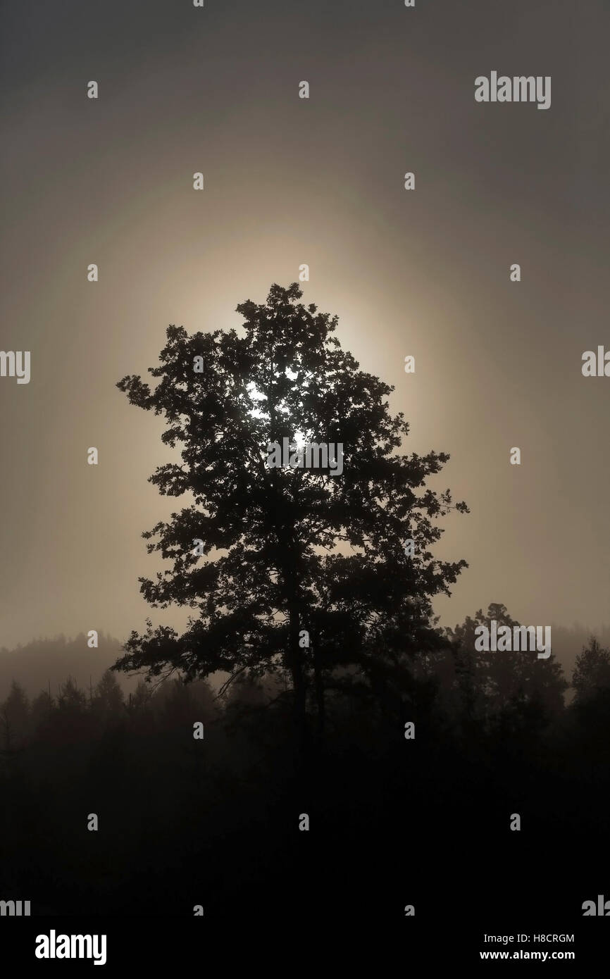 Tree in the fog Stock Photo - Alamy