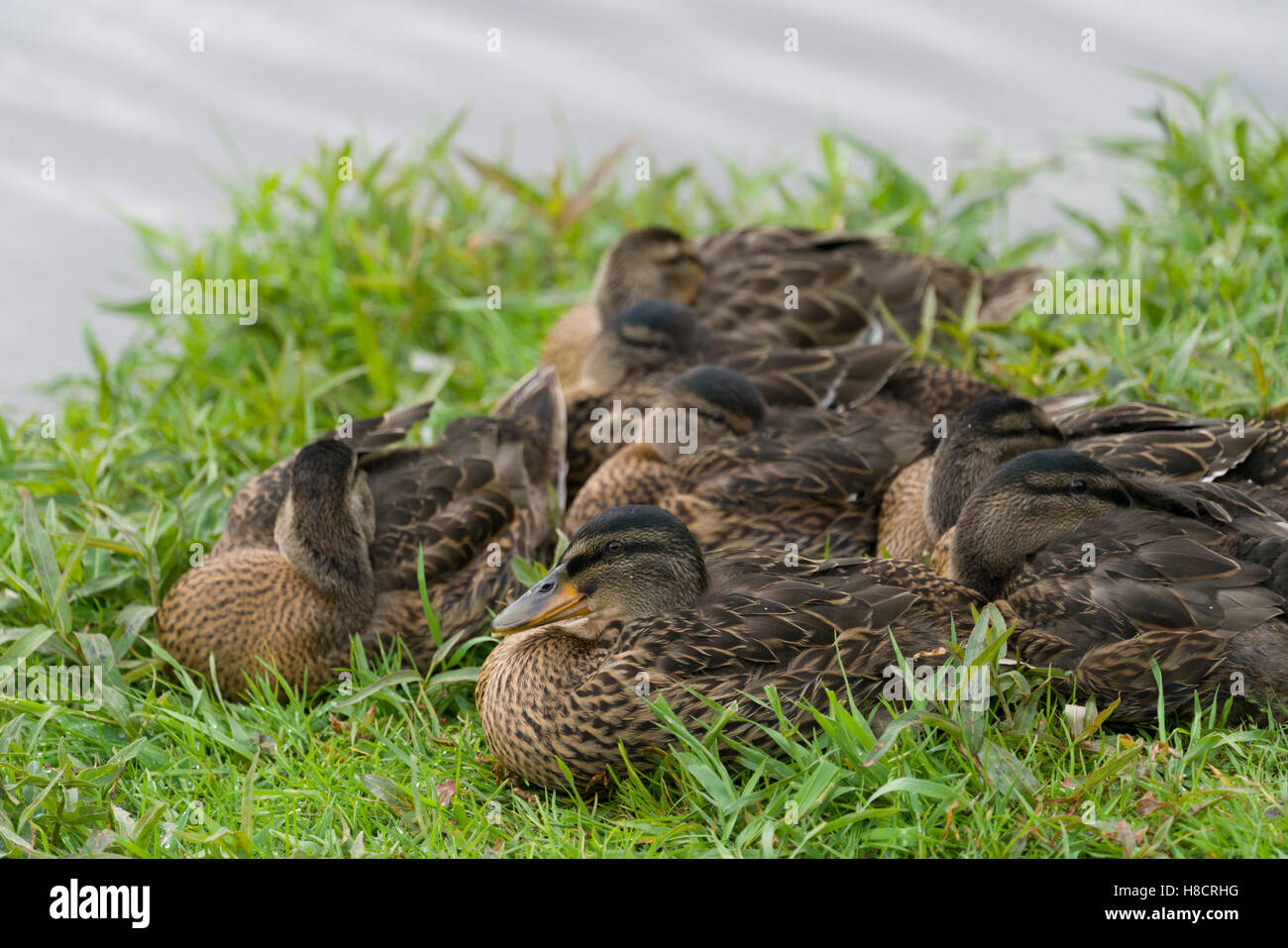 Kelso, Scottish Borders, UK - ducks huddled together by the Tweed Stock ...