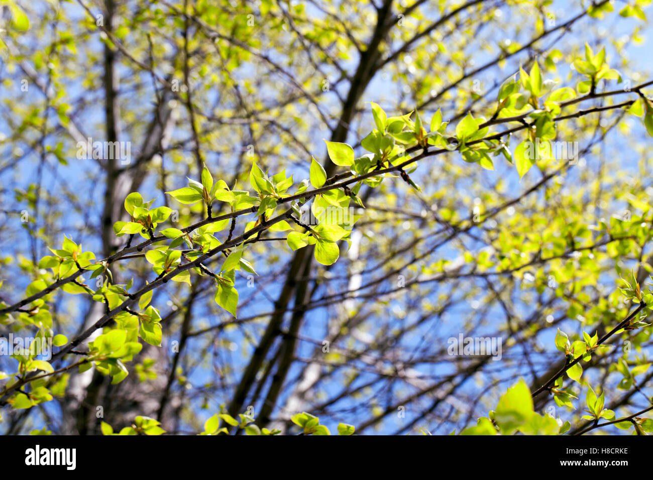 linden leaves, spring Stock Photo - Alamy