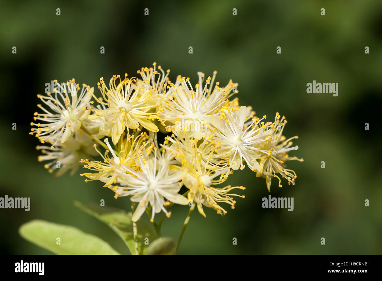 flowering linden trees Stock Photo - Alamy