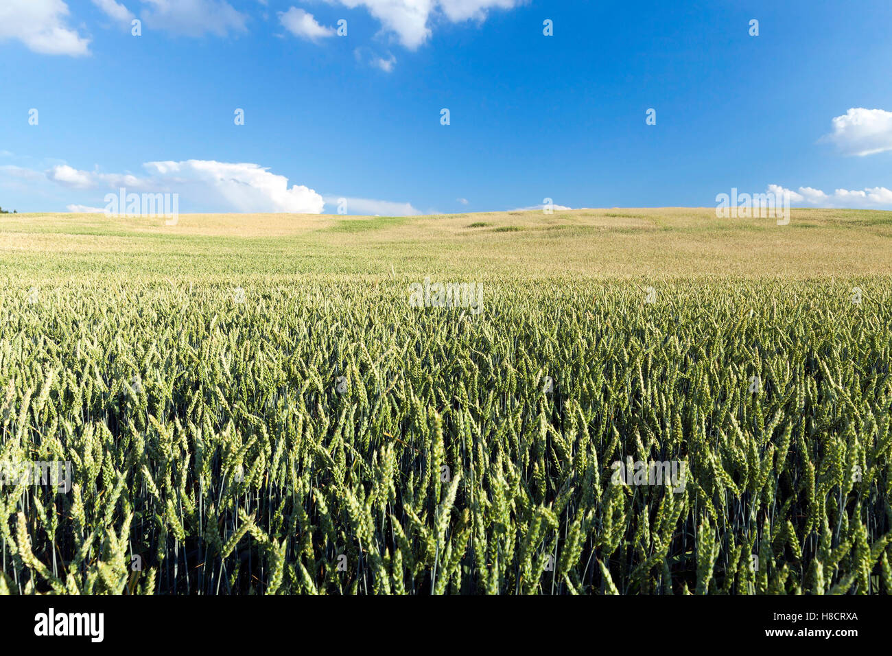 Field with cereal Stock Photo - Alamy