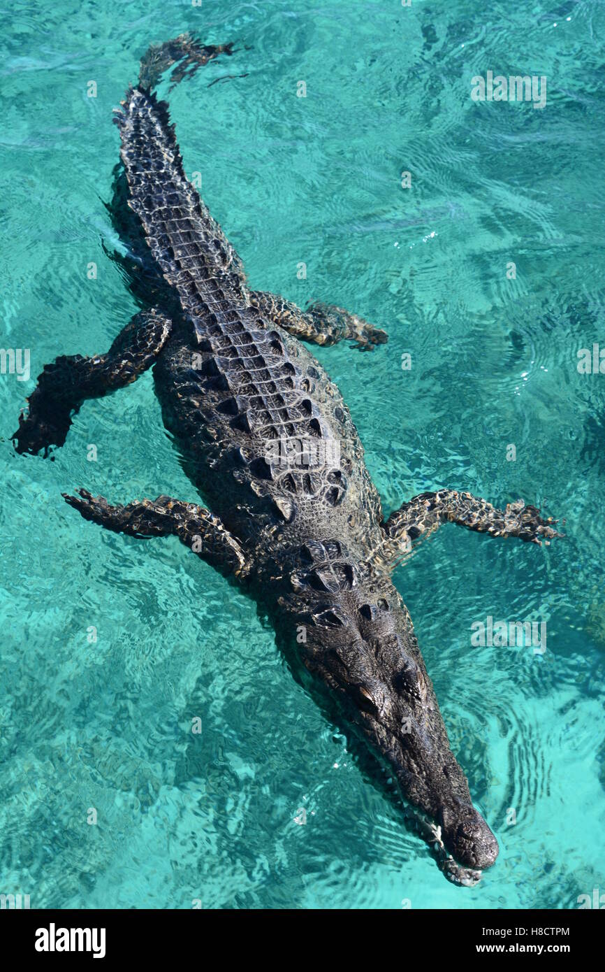 Jardines de la Reina (Gardens of the Queen) is one of Cuba's largest ...