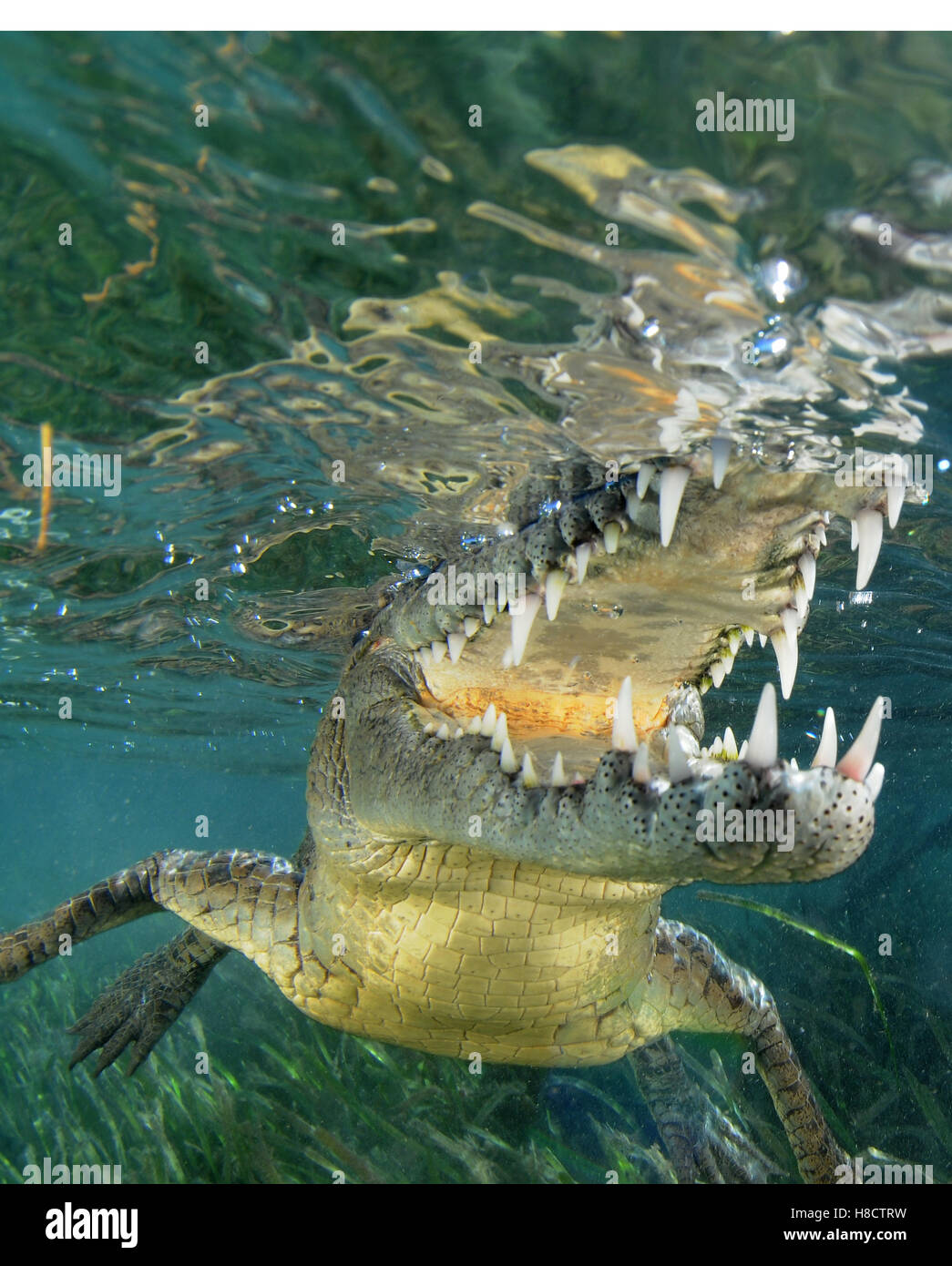 Jardines de la Reina (Gardens of the Queen) is one of Cuba's largest ...