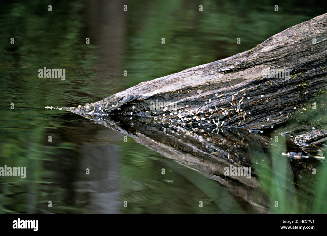 Submerged timber hi-res stock photography and images - Alamy