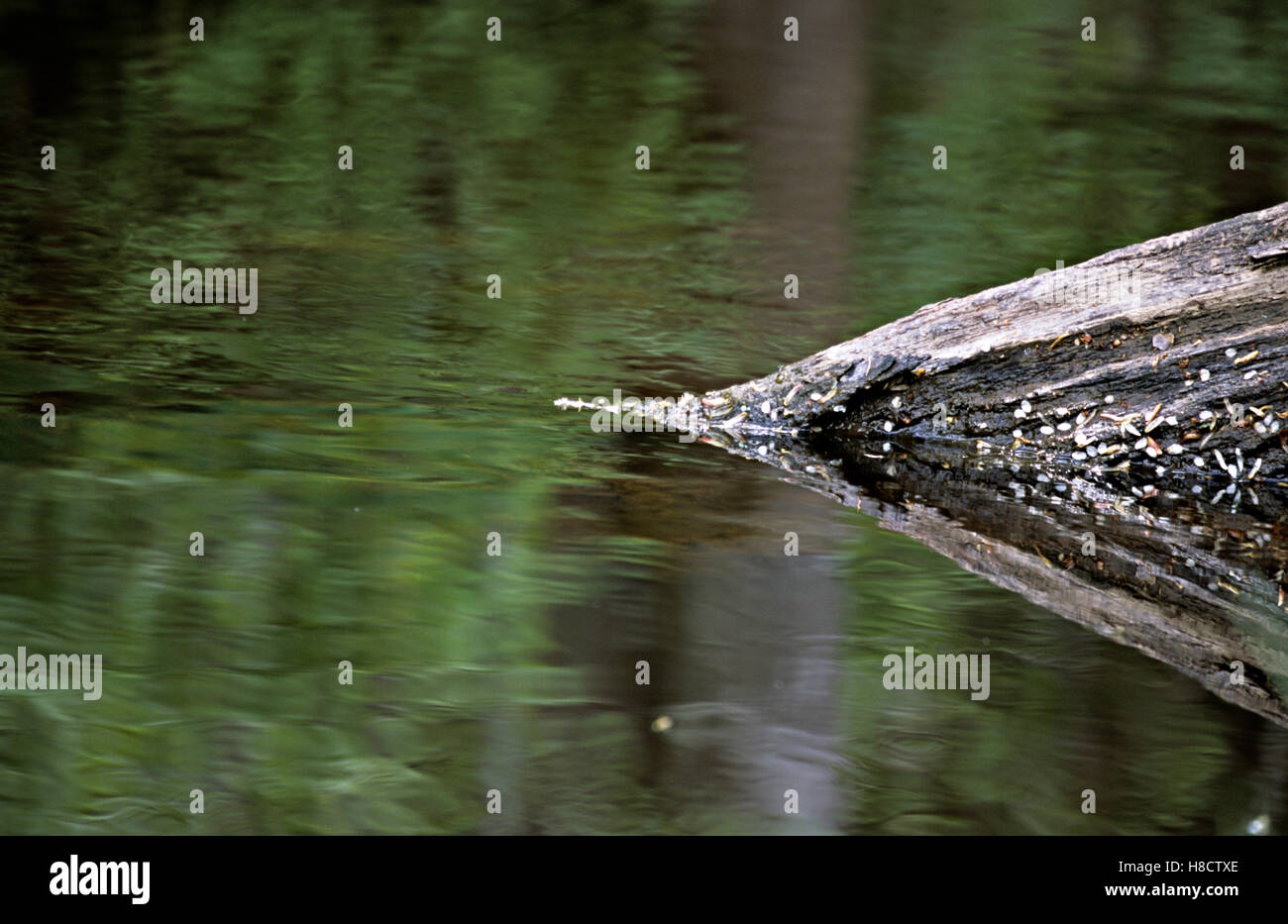 Piece of timber submerged in water Stock Photo - Alamy