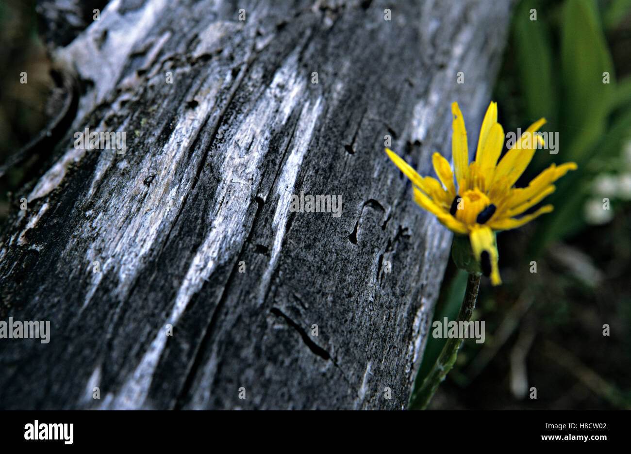 Forest log and wildflower Stock Photo - Alamy