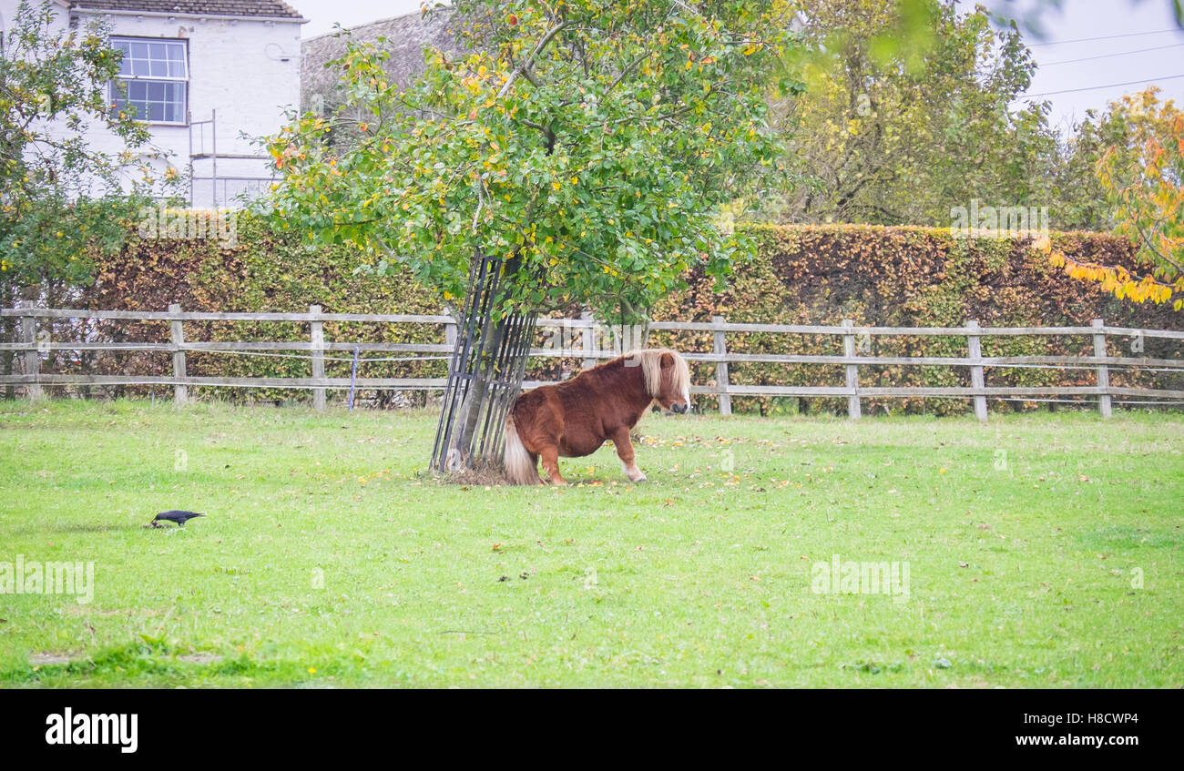 pony in a farm having fun time Stock Photo - Alamy