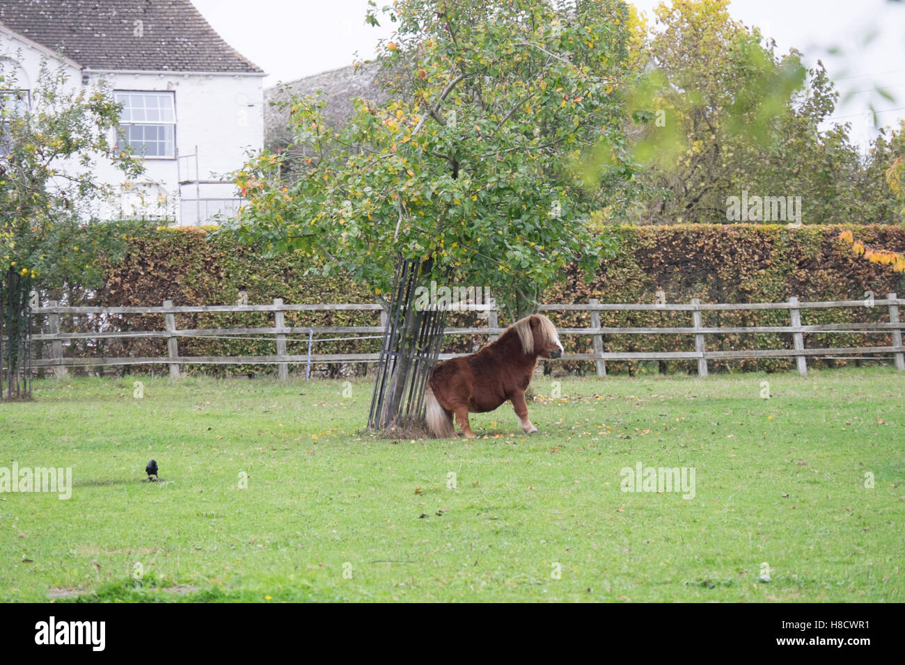 pony in a farm having fun time Stock Photo - Alamy