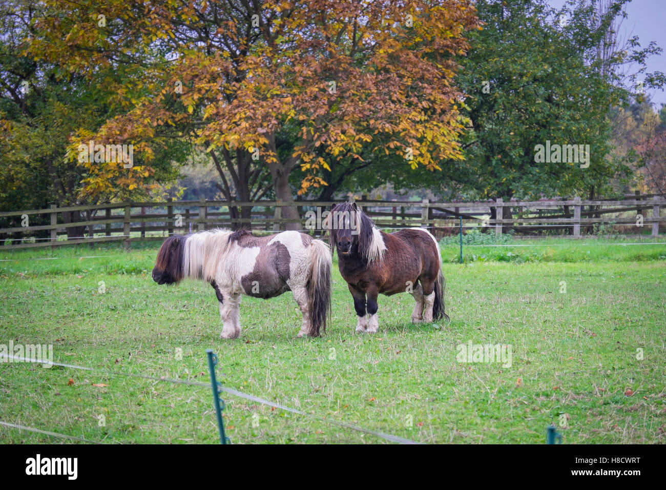 pony in a farm having fun time Stock Photo - Alamy