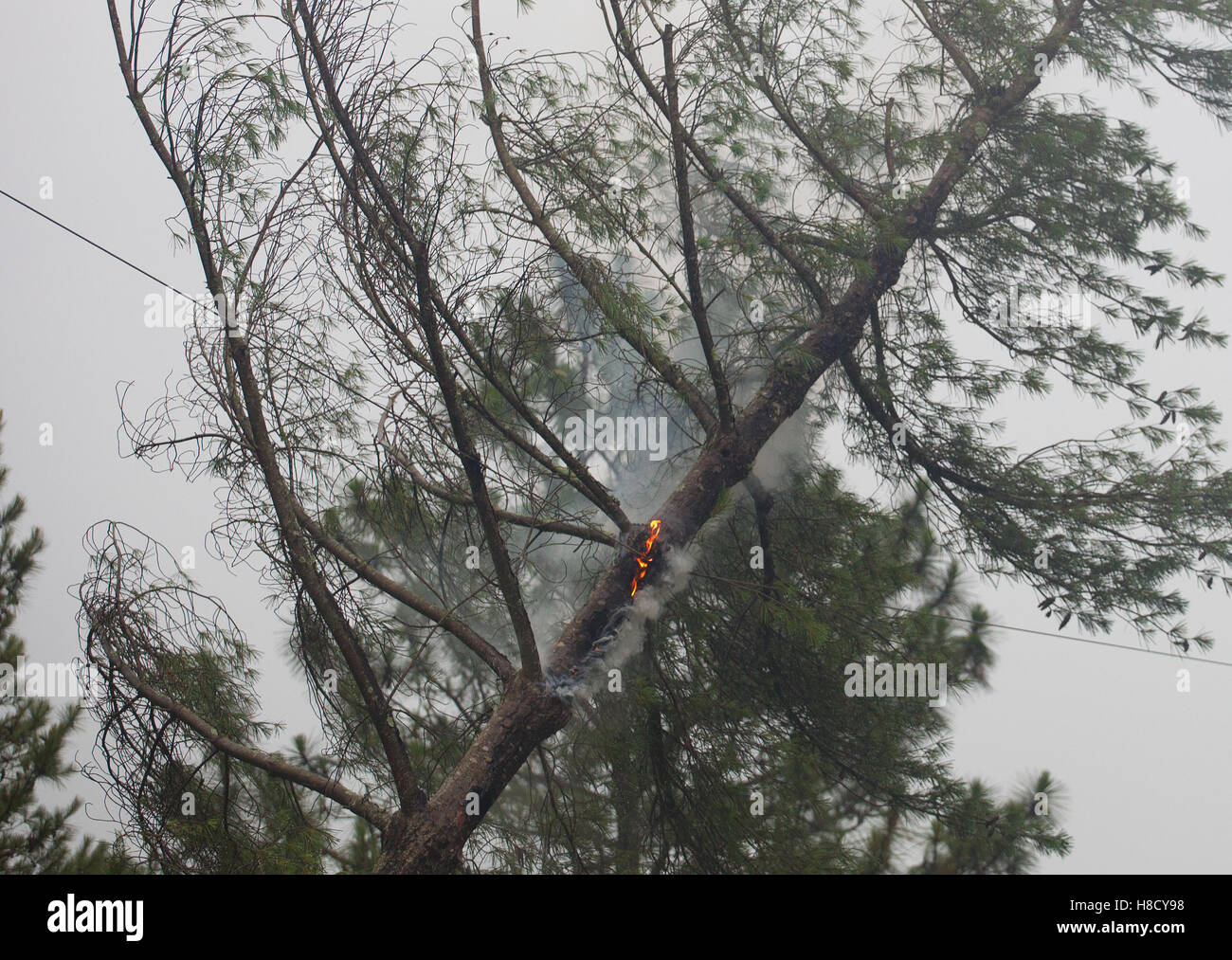 Power lines that have heated and are burning a tree Stock Photo - Alamy